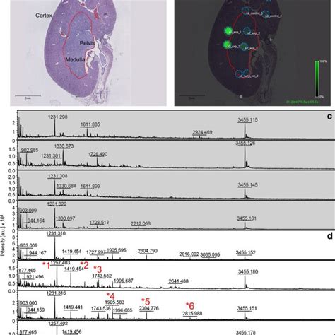Ion Chromatogram Annotated With Structure Proposals For N Glycans