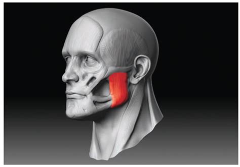 The Masseter Muscle Fills Out The Side Of The Jaw From The Cheekbone To