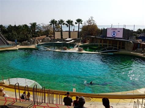 Marineland Antibes Aggiornato 2020 Tutto Quello Che Cè Da Sapere