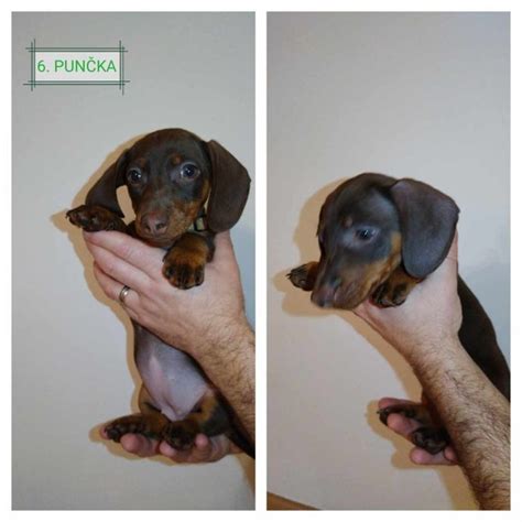 Pritlikavi Jazbečar