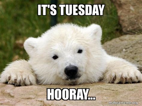 Its Tuesday Hooray Popular Opinion Bear Meme Generator