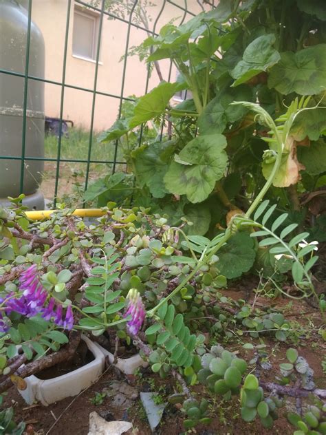 אושרה ישראל