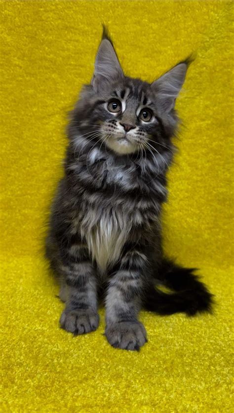 Ruslan Male Maine Coon Maniacs