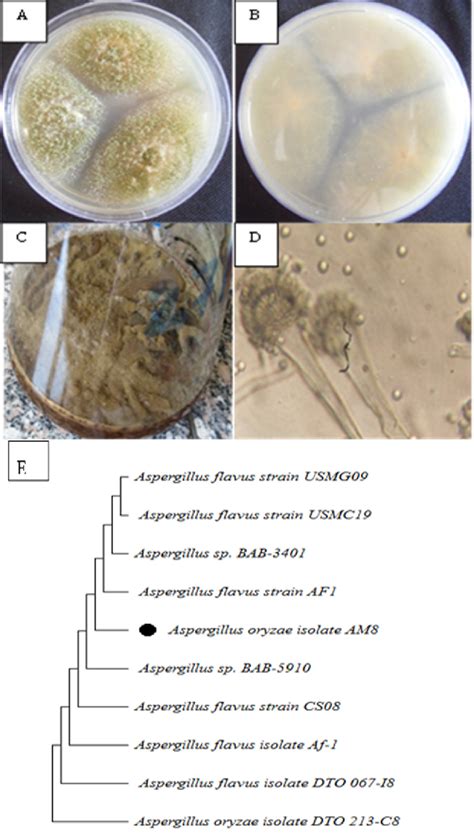 Morphological Identification Surface Colony Of Ao A Reverse B