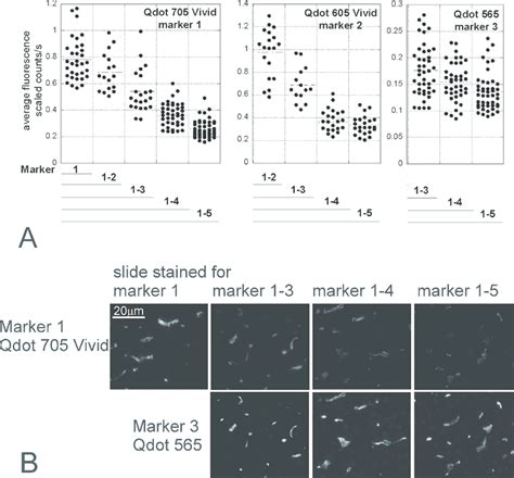 decreased immunofluorescence during multiplex staining serial sections