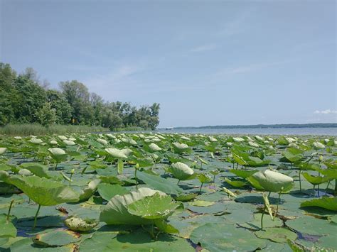 American Lotus Nelumbo Lutea Mooncrater Nursery