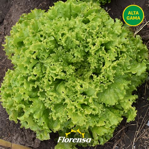 Rodaja De Lechuga Wraps De Lechuga Y Pollo Cocinando Entre Olivos