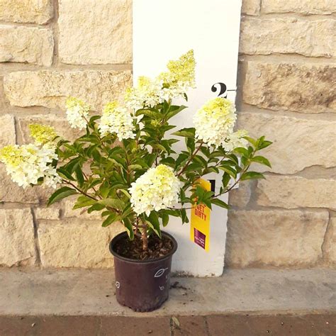 Berry White Hydrangea 2 Gallon Container Grimms Gardens