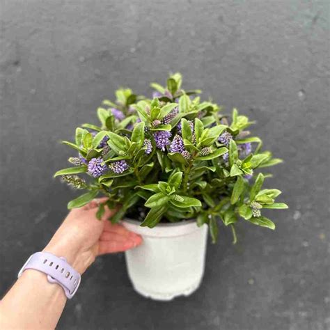 6 Hebe Purple Flowers Talk Tivoli