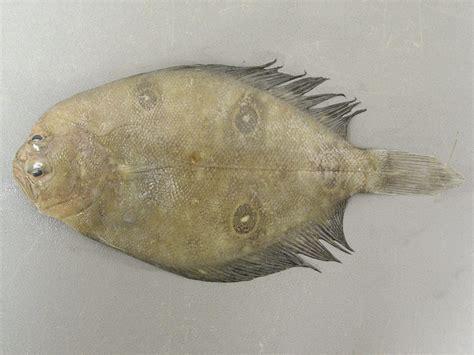 Ocellated Flounder Occelated Flounder Pseudorhombus Dupliciocellatus