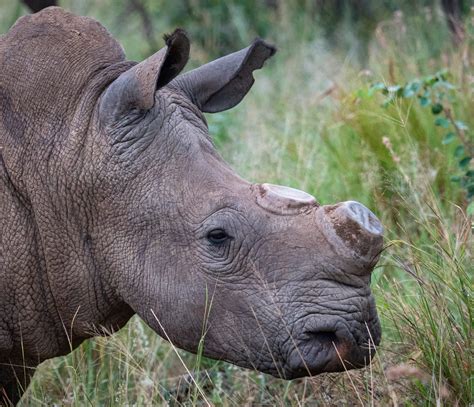 Black Rhinoceros Horn