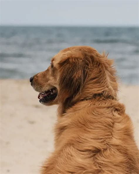 The Appropriate Amount Of Panting For A Golden Retriever Shunvogue