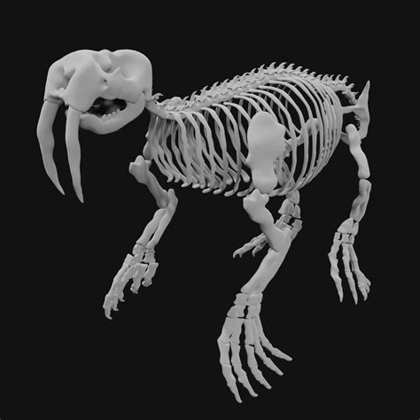 Walrus Skeleton