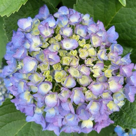 ファミチキ Hayato100100のブログ