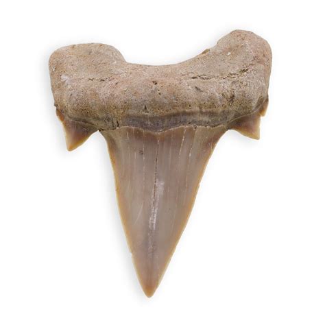 Dinte De Rechin Fosilizat Din Maroc E5 Pe Stonemania Ro