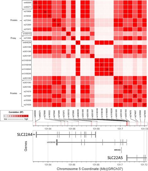 Genotypes Of Slc22a4 And Slc22a5 Regulatory Loci Are Predictive Of The