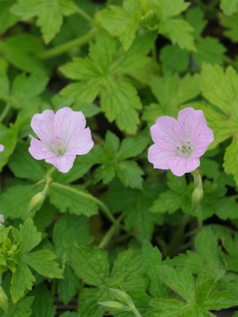 Geranium X Oxonianum Pale Pink Beth Chattos Plants