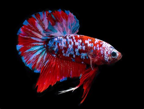 Nurturing The Elegance Of The Plakat Betta A Journey Into Care And