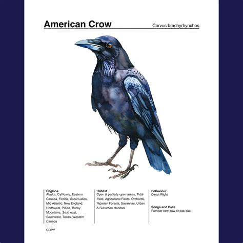 Bird Identification Poster Birding Poster American Crow Poster Bird Watercolor Art Backyard