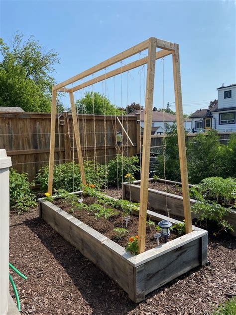 Tomato Trellis Diy Tomato Trellis System Instant Download Imperial