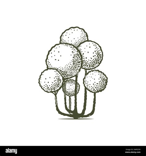 Sketch Of Topiary Coniferous Trees Sheared Thuja Bonsai Geometric