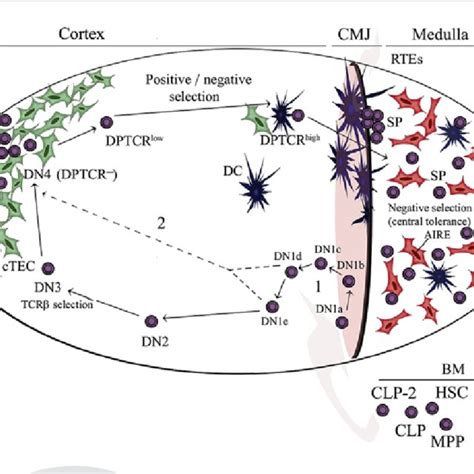 Age Associated Defects In Thymic Microenvironment Aging Stroma Which