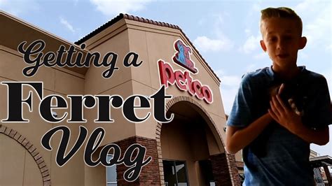 Getting A New Ferret Vlog Youtube