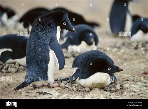 Adelie Penguin Pygoscelis Adeliae Displaying Recognizes Mate By Its