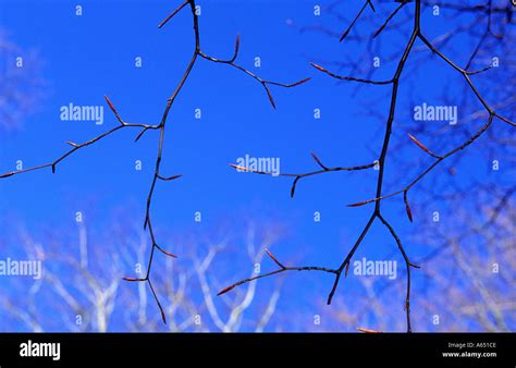 Beech Tree Fagus Sylvatica Twigs With Buds Closed Lancashire Stock