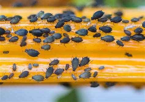 Black Aphids Aphids Rhs Gardening