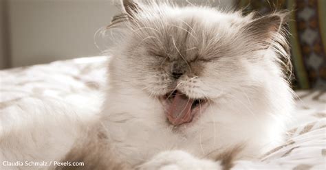 Cat Expert Explains What A Floof Really Is The Animal Rescue Site