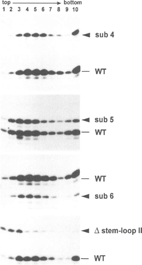Core Rnp Complex Formation Of Selected Mutant Sl Rnas Download