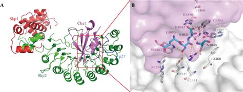 A Crystal Structure Of The Skp1−skp2−cks1−p27 Complex Pdb 2ast Download Scientific