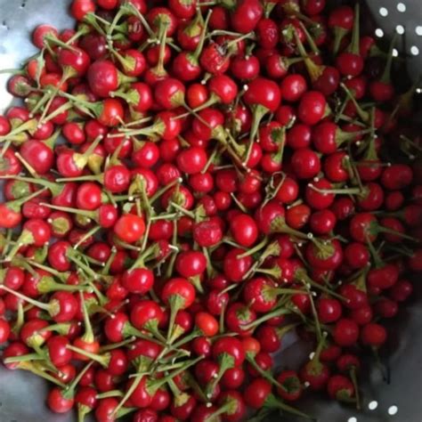 Chilli Red Ball Seeds India Buy 1 Feet Long Chilli Seeds Online