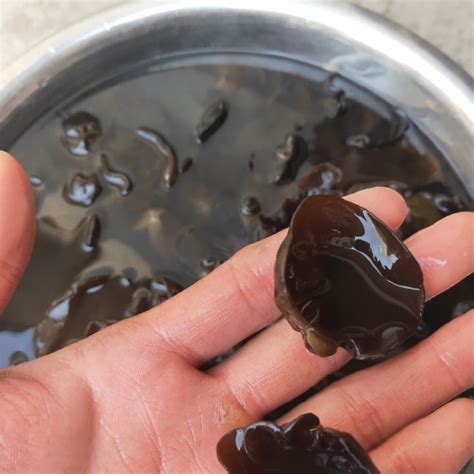 野生菌品种大全图片 惠农网