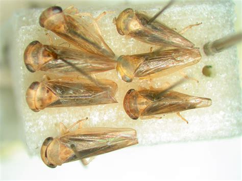 Specimen Idiocerus Formosanus Matsumura 1912 Integrated Insect