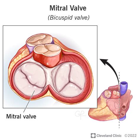 Mitral Valve Mitral Regurgitation Overview Cardiosmart
