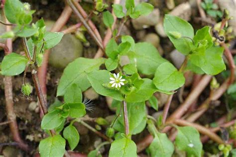 How To Keep Weeds Out Of The Garden