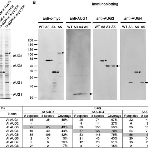 Purification Of The Arabidopsis Augmin Complex And Identification Of
