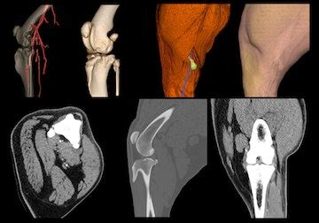 Stifle Joint Anatomy Of The Dog Normal Anatomy Vet Anatomy
