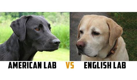 Major Differences Between American And English Labrador Types
