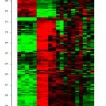 Expression Heat Map Of 329 Differentially Expressed Transcripts In