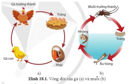 Giải SGK Sinh học Bài Cánh diều Sinh trưởng và phát triển ở động vật