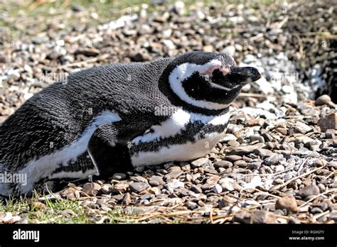 Magellanic Penguin Spheniscus Magellanicus Breeding On Martillo