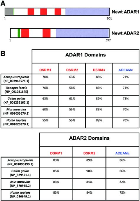 Domain Architecture Of Newt Adar1 And Adar2 A Schematic
