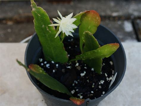 Epiphyllum Orchid Cactus Succulent Plant Pumilum One Leaf Cutting No