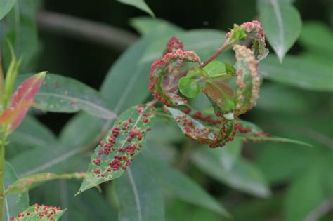 Aculus Niphocladae Arachnipedia Wiki Fandom