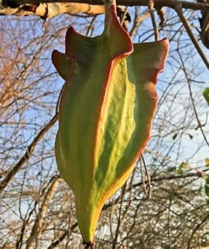 Sementes Papaya Mamão Mexicano Jacaratia Fruta Rara P Mudas Mercadolivre