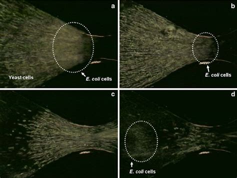 Dielectrophoretic Response Of A Mixture 1 100 Of S Cerevisiae And E Download Scientific