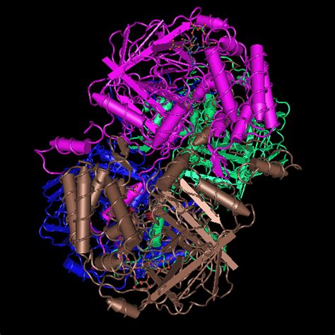 Catalase Structure